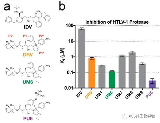 ACS Chem. Biol | 靶向人类嗜T细胞病毒(HTLV-1)蛋白酶的抑制剂开发-欢迎访问空军军医大学（第四军医大学）