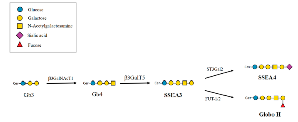 ACS Chem. Biol. | 基于抗原分布信号的乳腺癌治疗策略：抗体联用与免疫细胞分选-欢迎访问空军军医大学（第四军医大学）