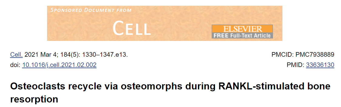 Cell |在RANKL刺激的骨吸收过程中，破骨细胞通过osteomorphs进行循环-欢迎访问空军军医大学（第四军医大学）